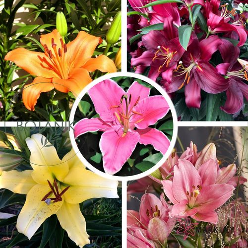 Tanie - Lilie Mix - Hurt | Detal | Botanik Sklep Online