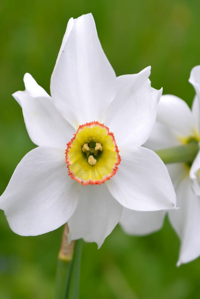 Narcyz Babuni Poeticus Actaea 1 cebulka - Botanik Sklep