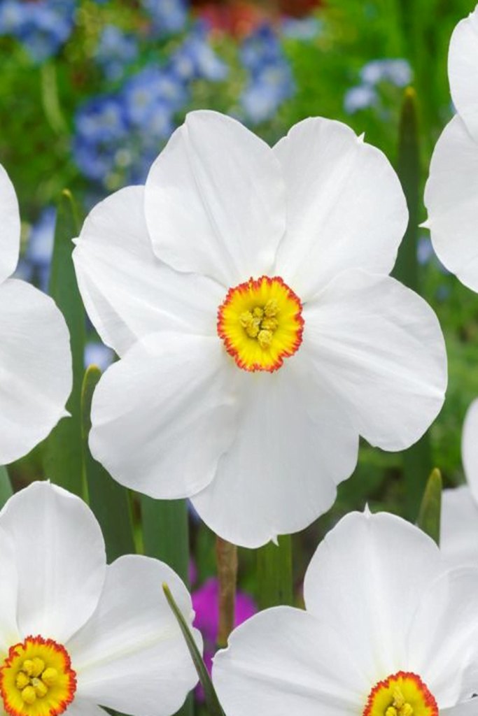 Narcyz Babuni Poeticus Actaea 1 cebulka - Botanik Sklep