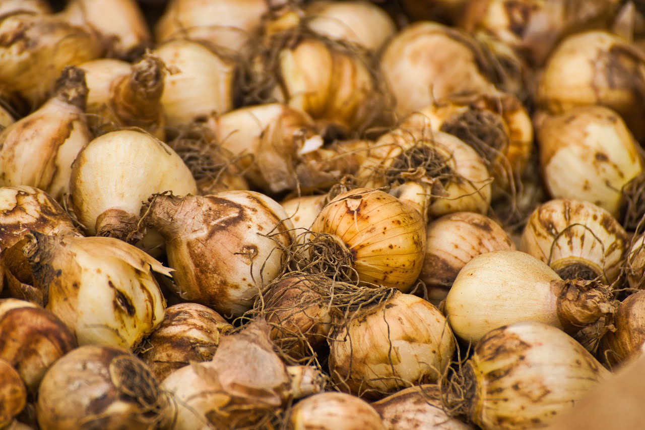 Jak Rozpoznać Cebulki Kwiatowe? - Botanik Sklep Online