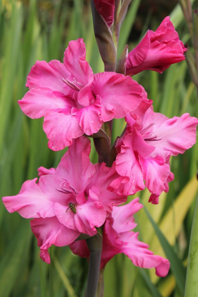 Tanie - Mieczyk Karbowany Gladiolus Kingston Ruffle - Hurt | Detal | Botanik Sklep Online