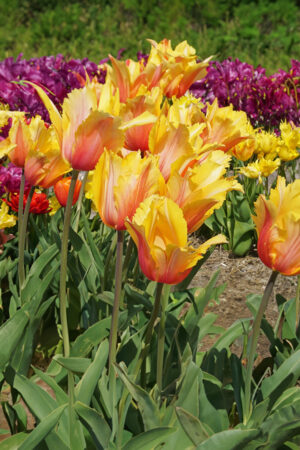 Tanie - Tulipan Specjalny Flaming Memory - Hurt | Detal | Botanik Sklep ...